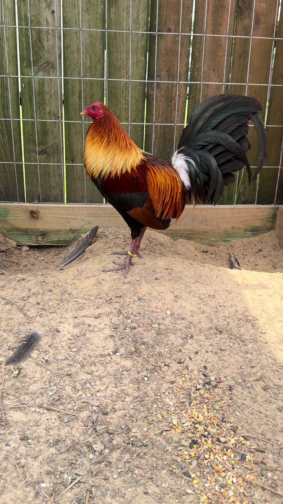 Double J Gamefarm 🐓 (@double.j.gamefarm) - Urlebird