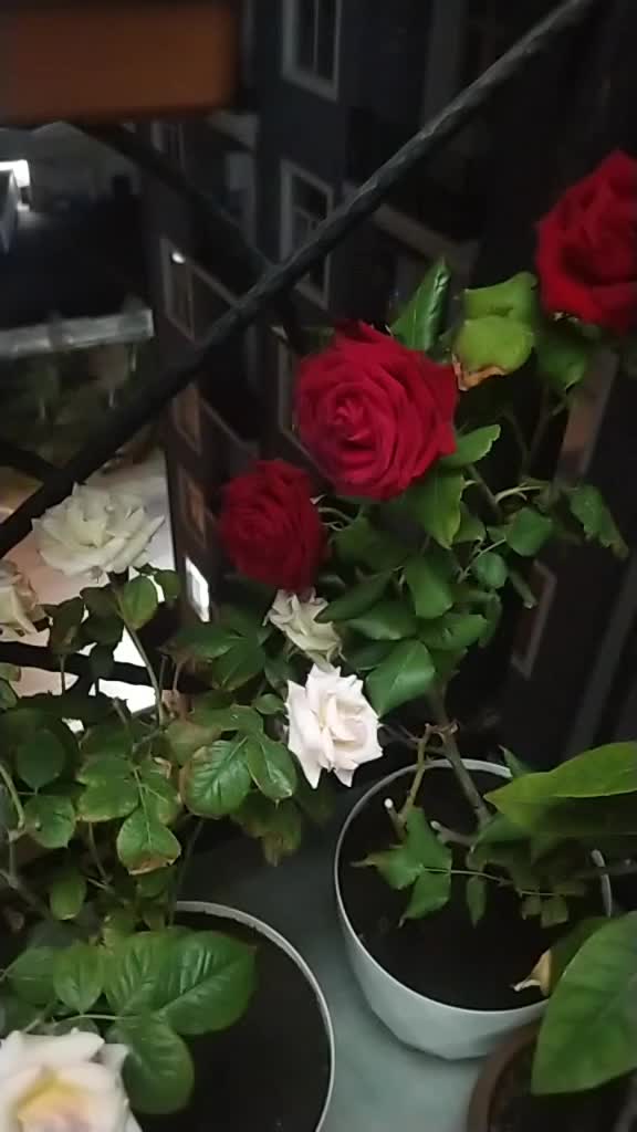 MİLA SS (@ss__mila) - Urlebird