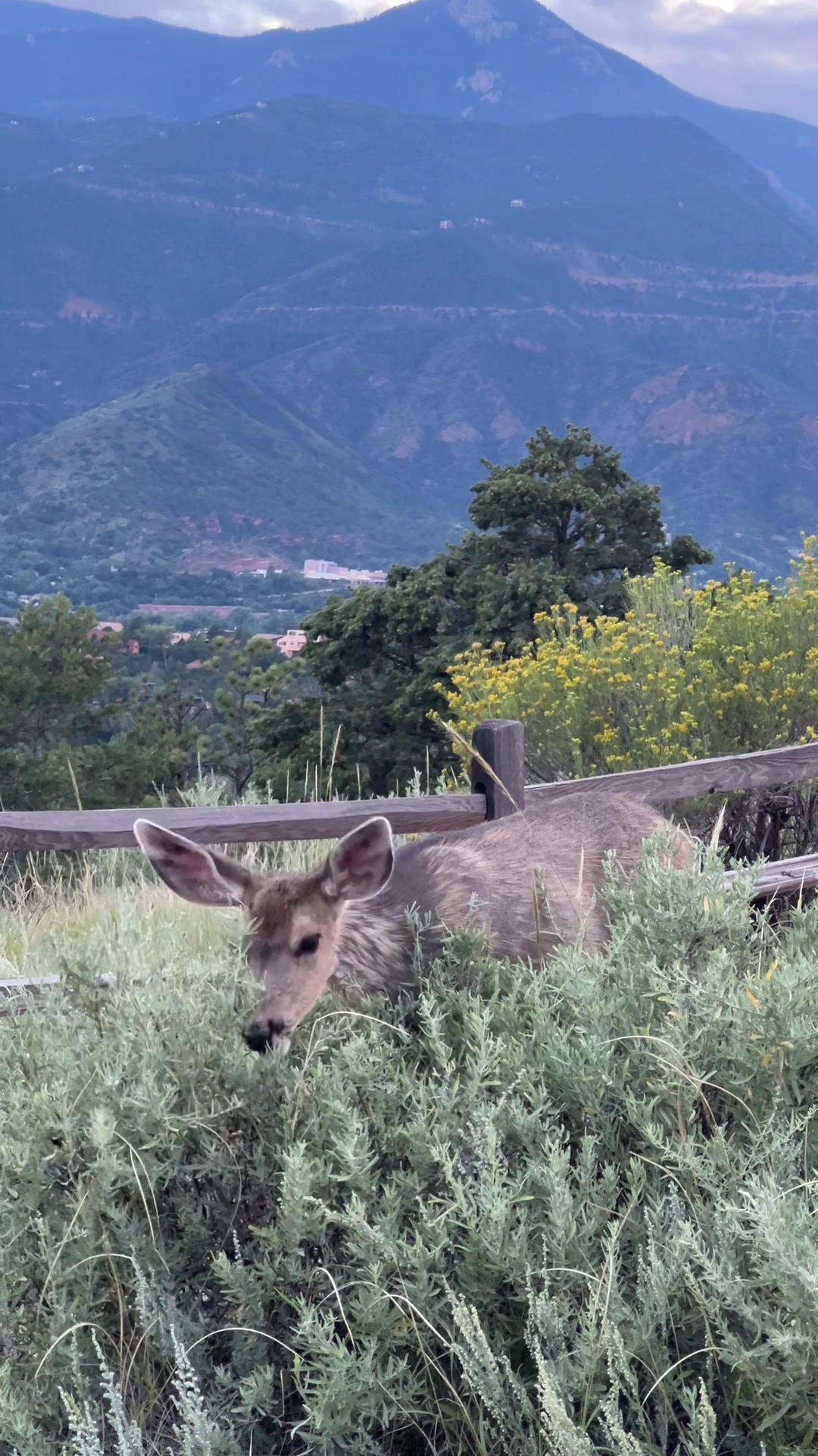 Trail friends in Colorado Springs at | Lacy (@adventurelace)