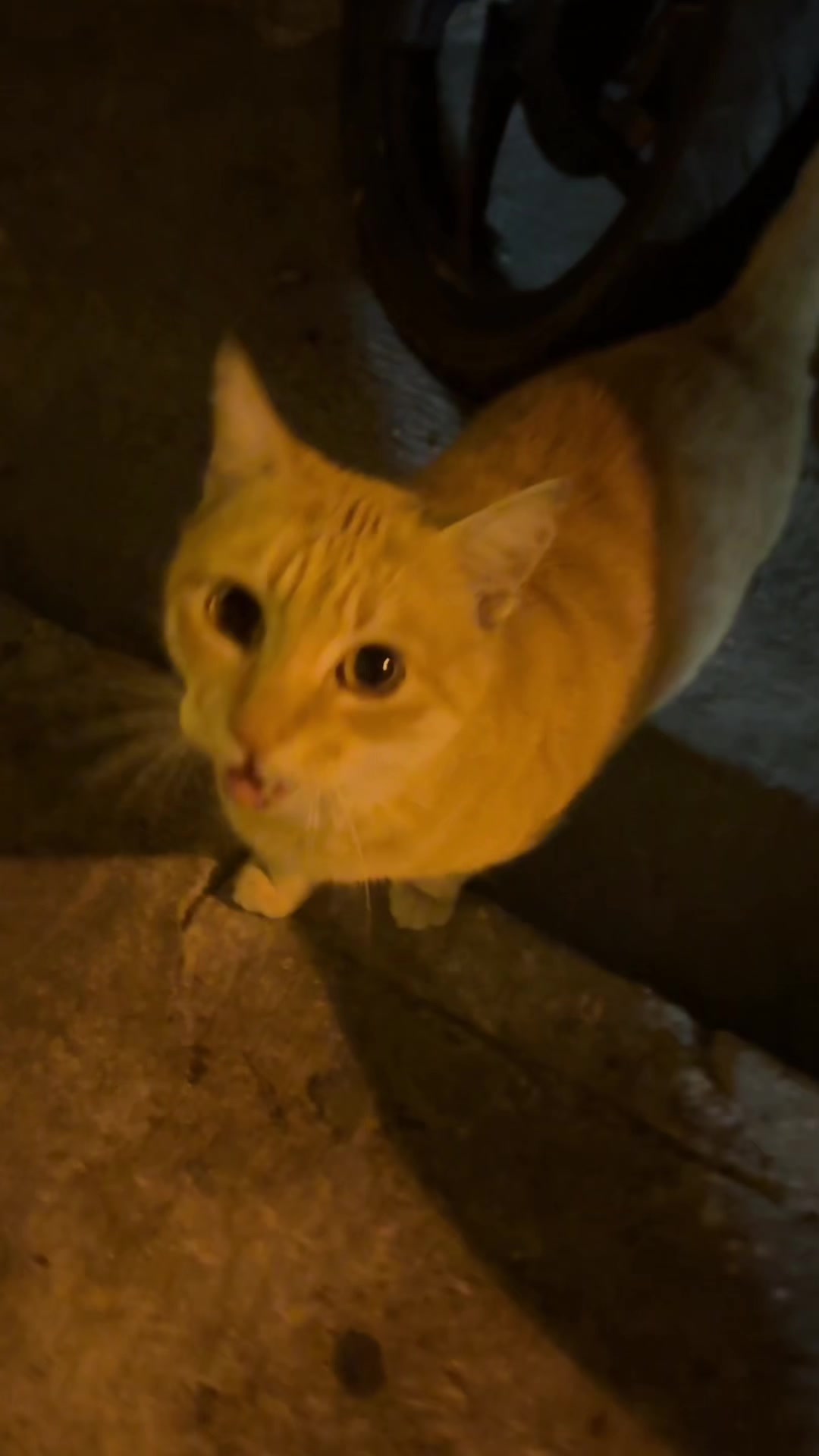 nym メ (@sanymaaa) - Urlebird