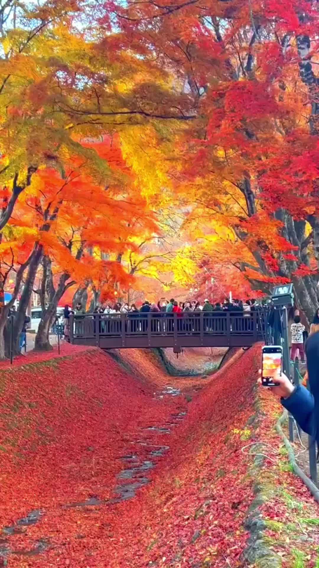 Why Japan’s Maple Corridor is so famous | Japan Diaries🇯🇵 ...