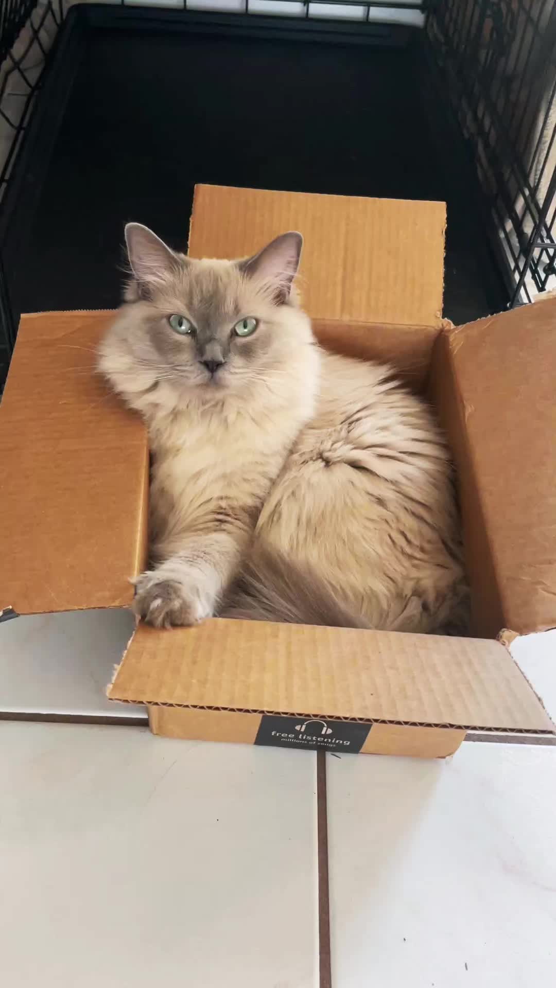 Avaryana (@avaryanarosetv) - Urlebird