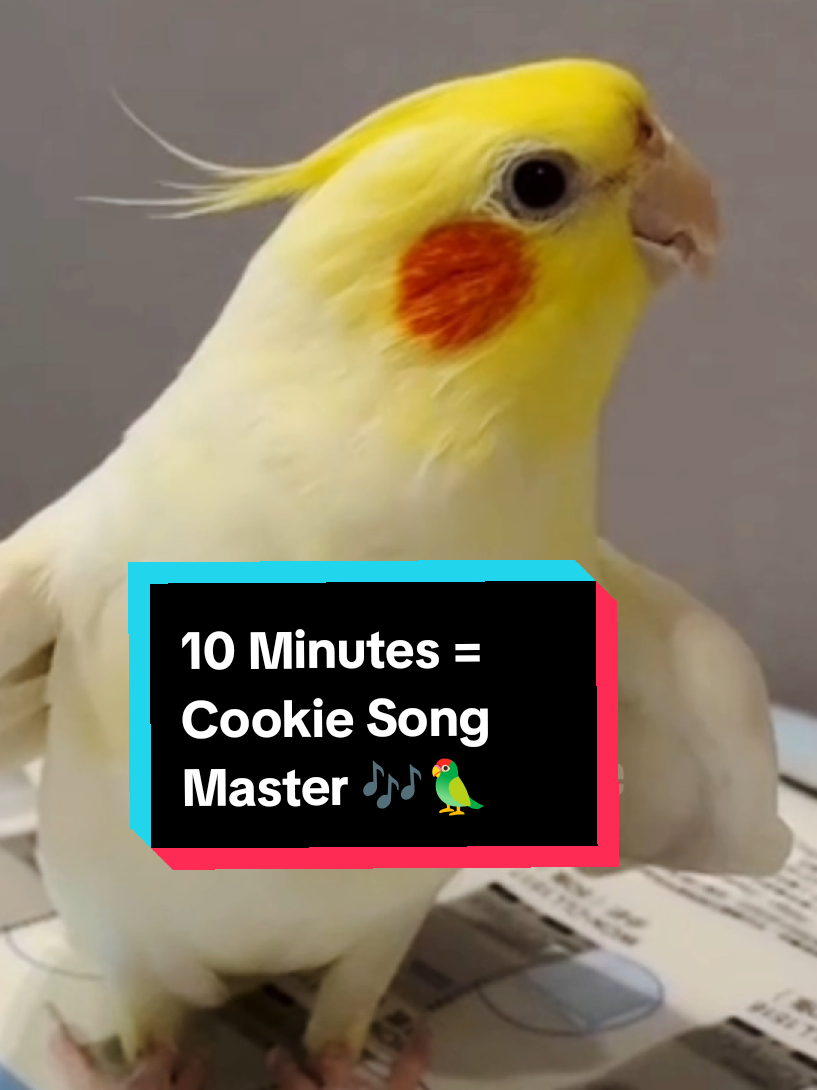 Teach Your Cockatiel the Cookie Song in | Cockatiels Craze (@cockatiels ...