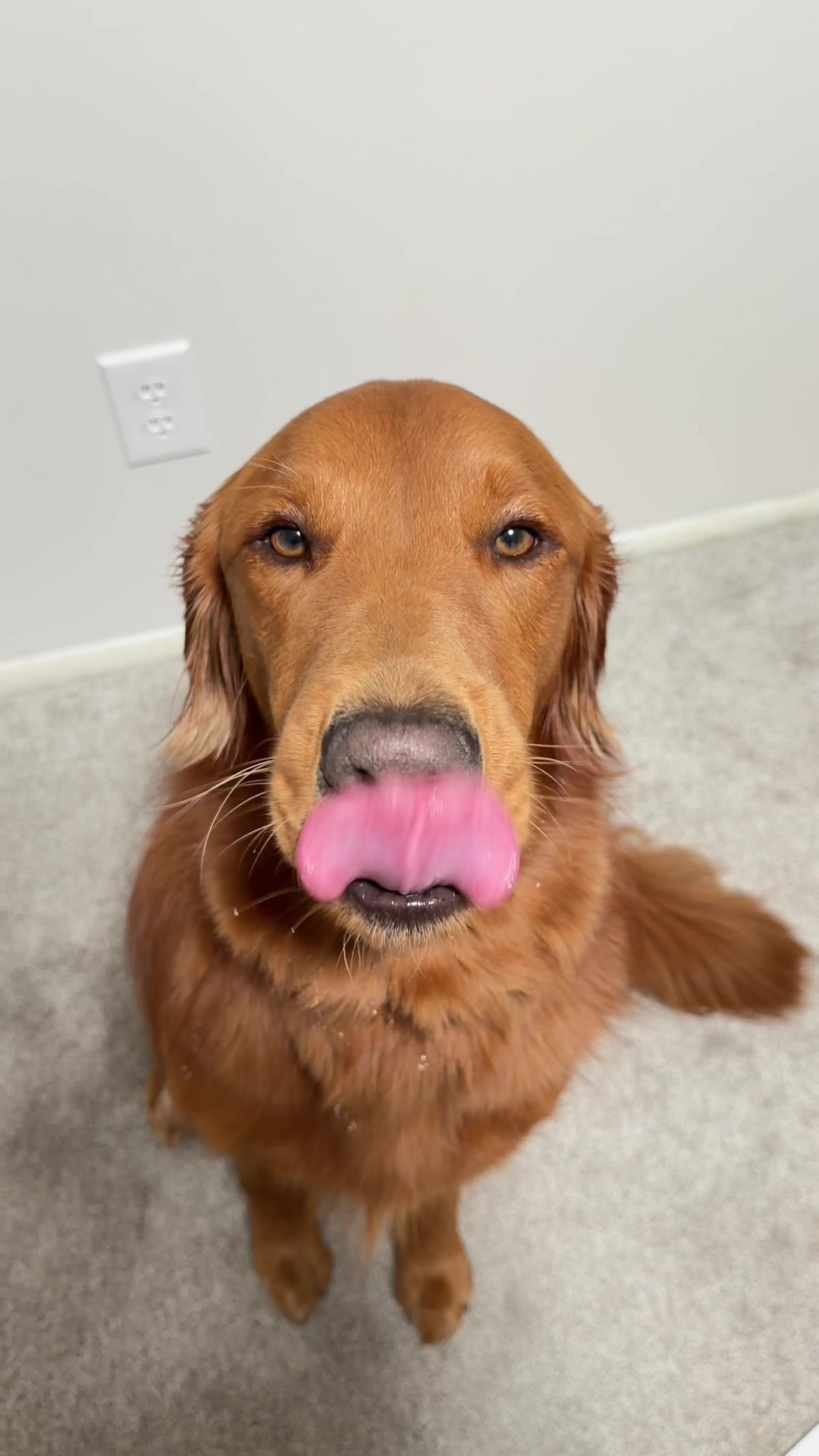 proud curvy seeks lost baby short drama | Kor (@kor1200)