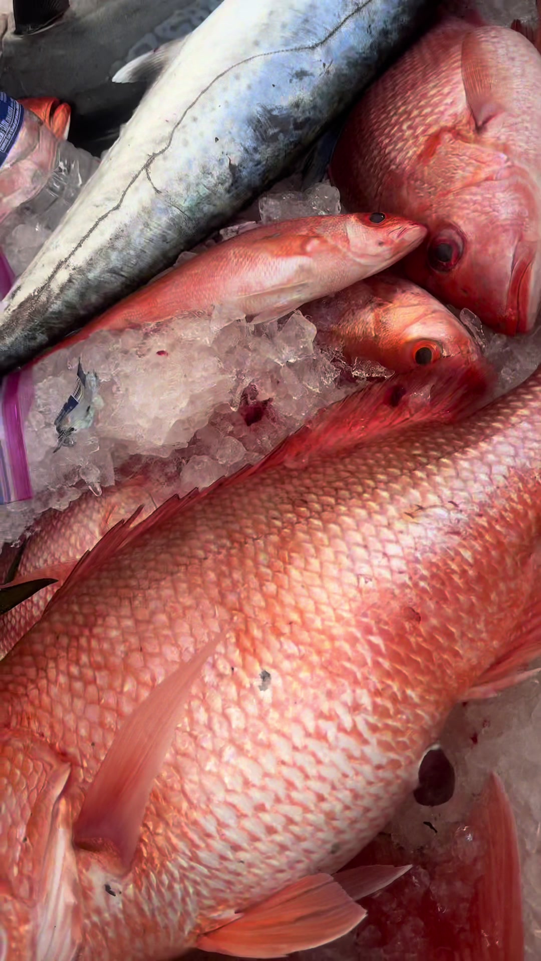 The Big Dan Show (@the.big.dan.show3) - Urlebird