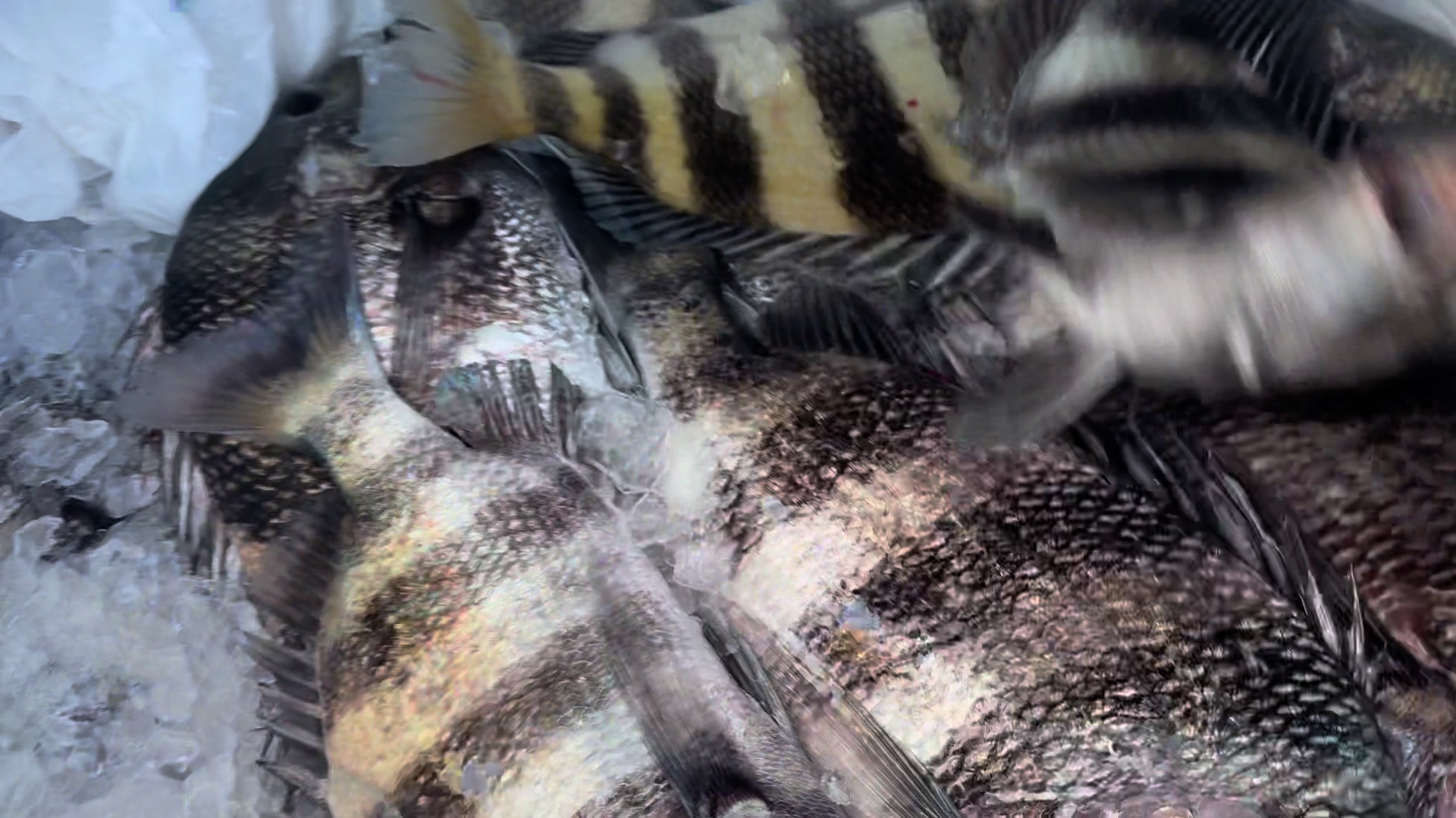 The Big Dan Show (@the.big.dan.show3) - Urlebird