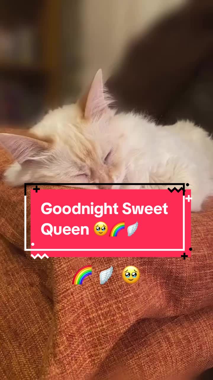 Poppy The House Kitty 💕 (@poppy_the_house_kitty) - Urlebird