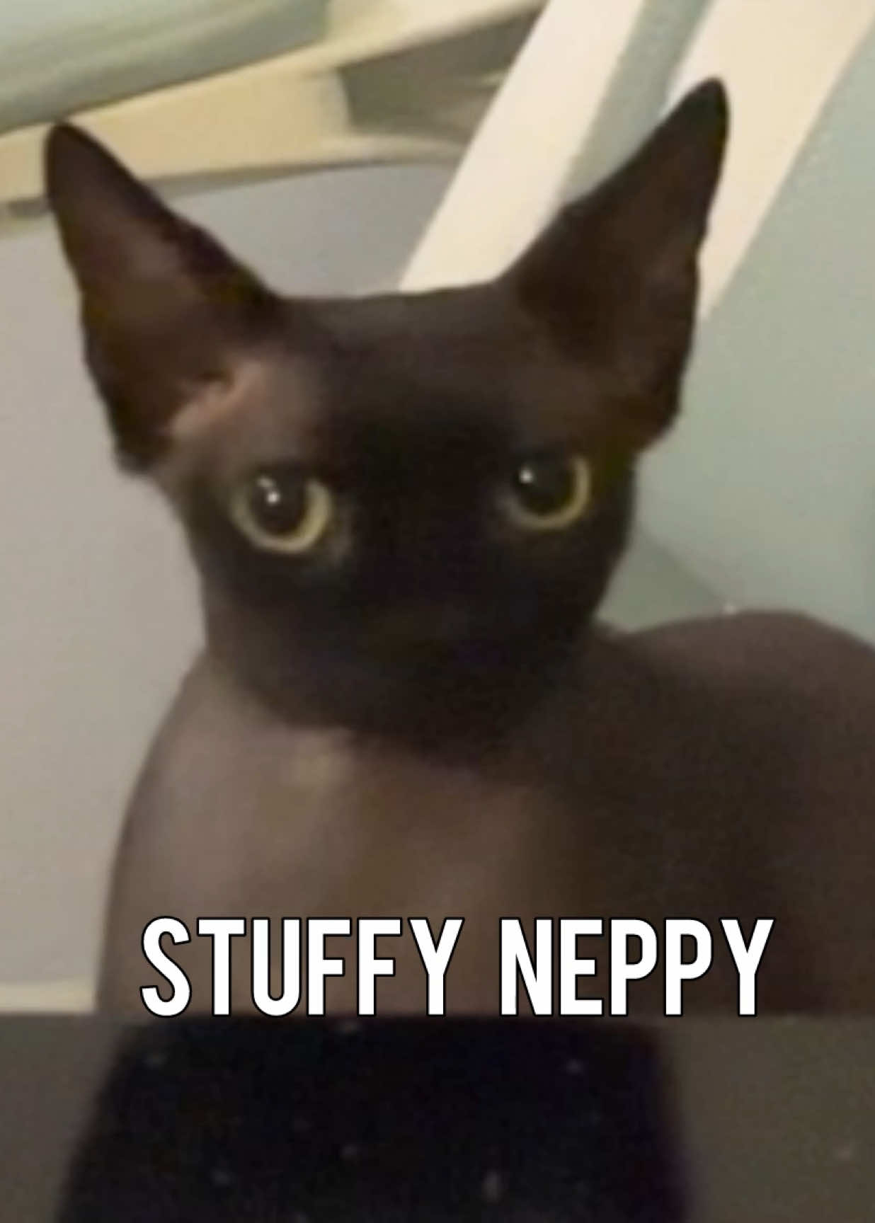 Stuffy Bunny (@stuffybunnyofficial) - Urlebird