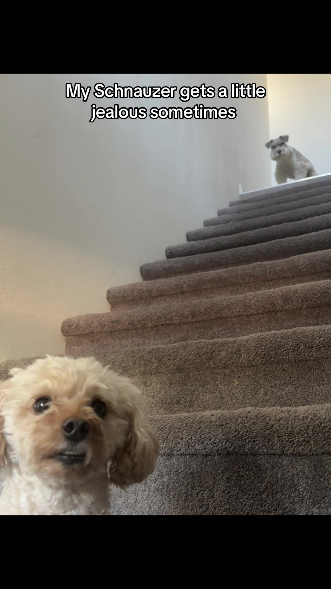 Moreira method sab too op | Aelykx (@aelykx)