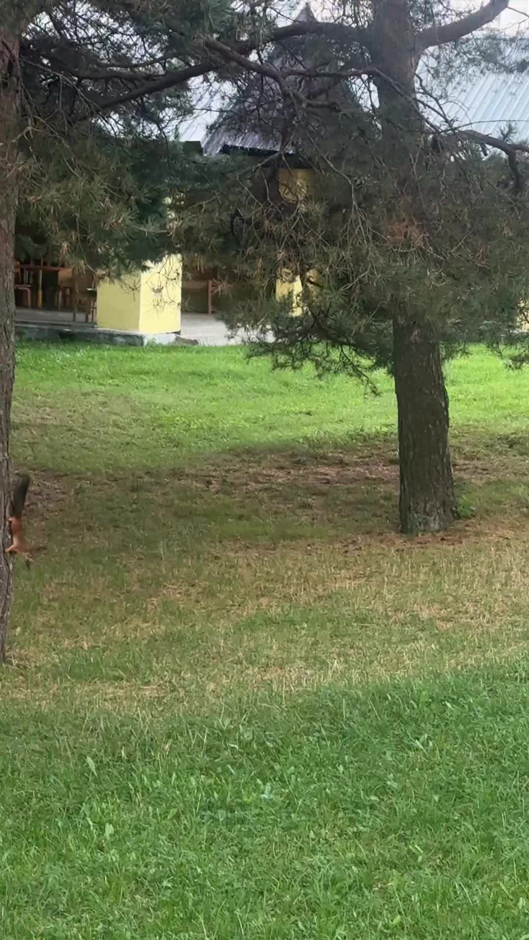 aLyzOo_ (@alyzoo_) - Urlebird