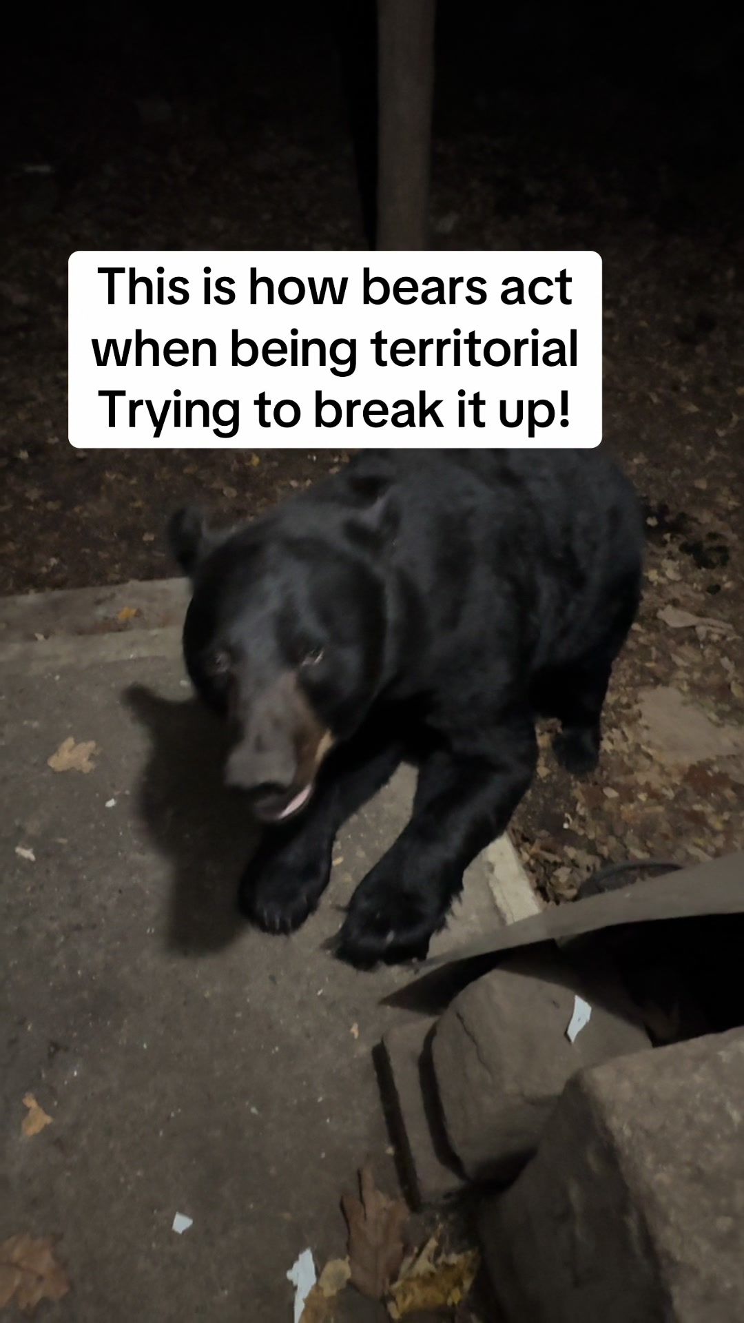 Morocco vs Comoros 𝐋𝐢𝐯𝐞 Match Today | tasyavcob37 (@tasyavcob37)