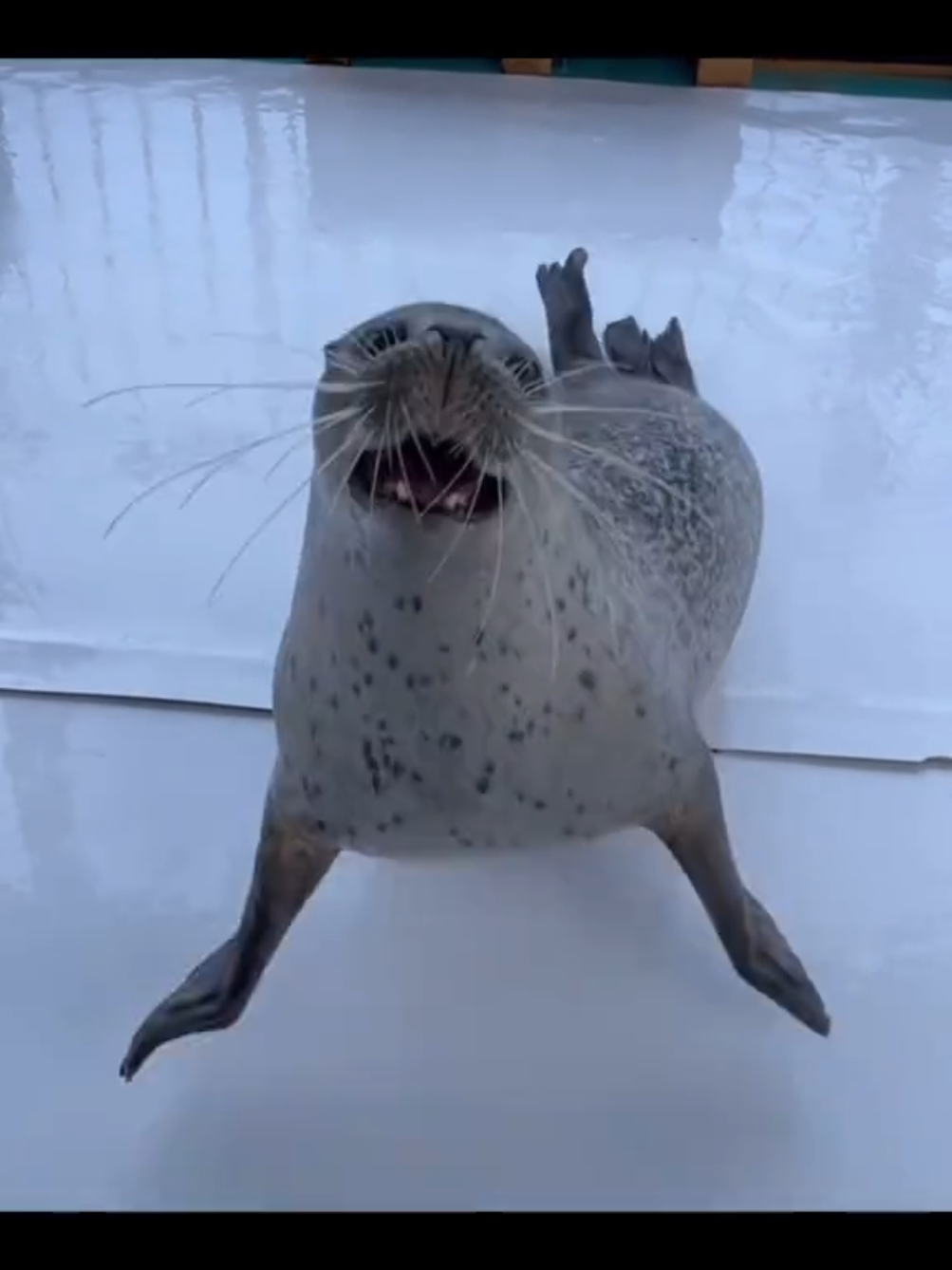 дыш #nerpochki #seals #seal #тюлень | Seal Jan (@seal_jan)