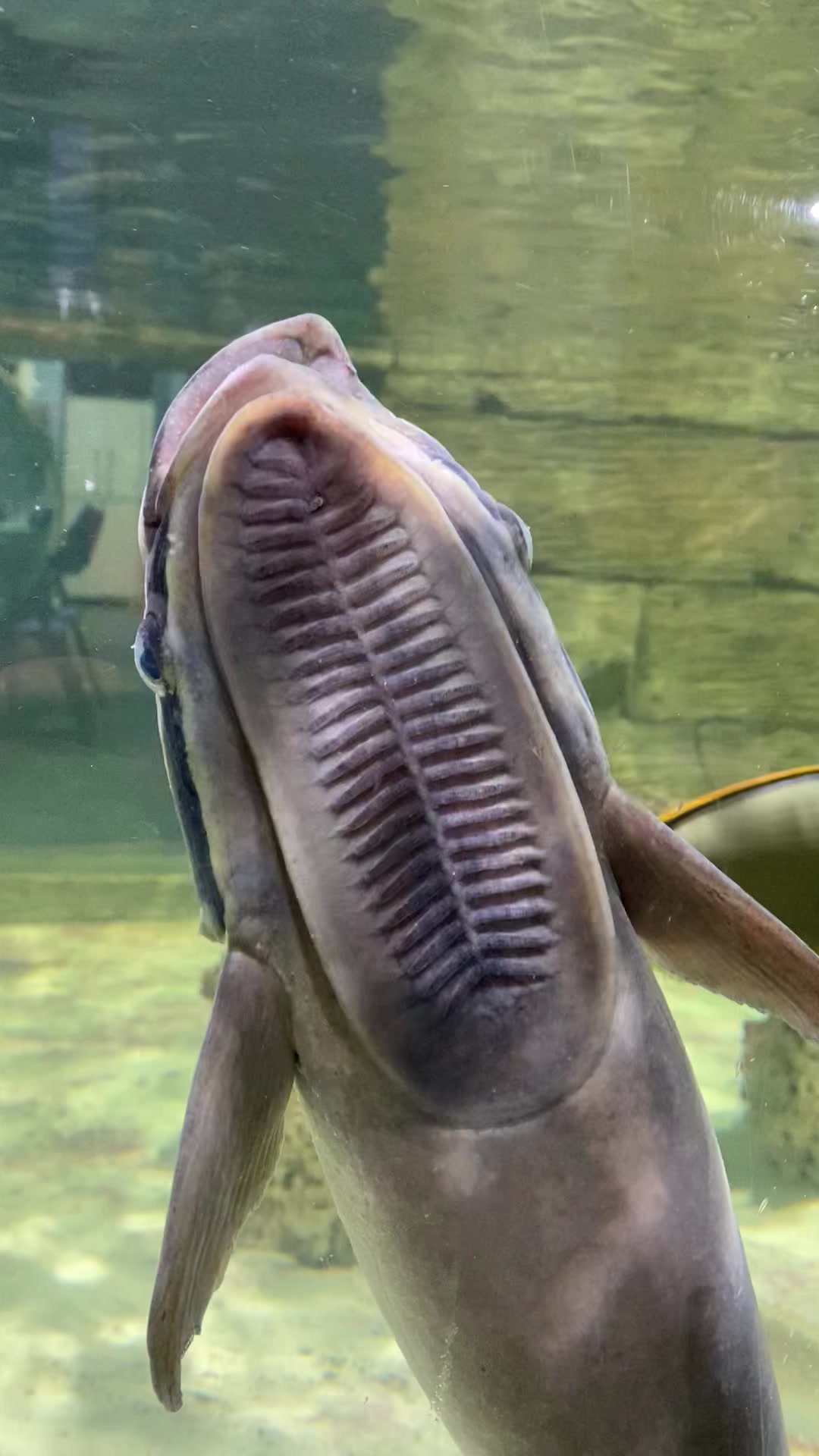 Remora also known as “sucker fish” who | Jenna🐬🩷 (@dolphinluv6)