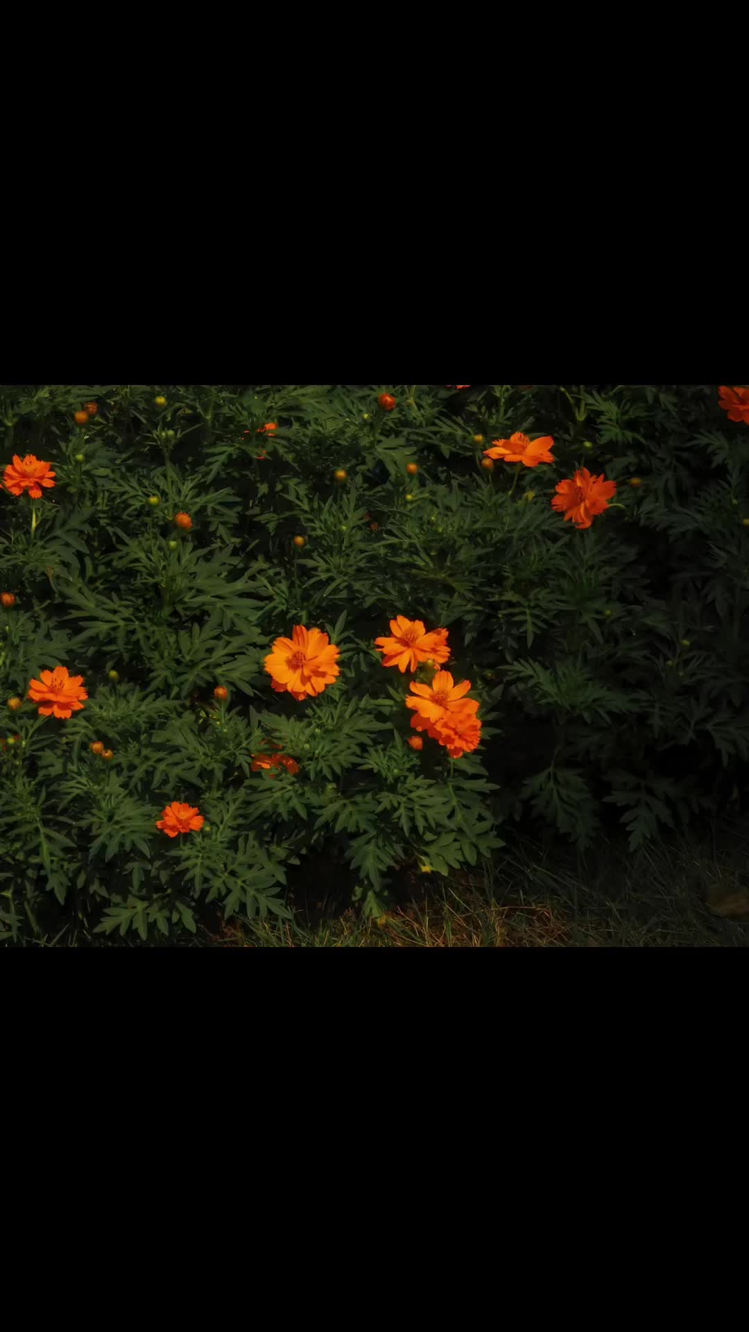 kapi cam (@kapi.cam) - Urlebird