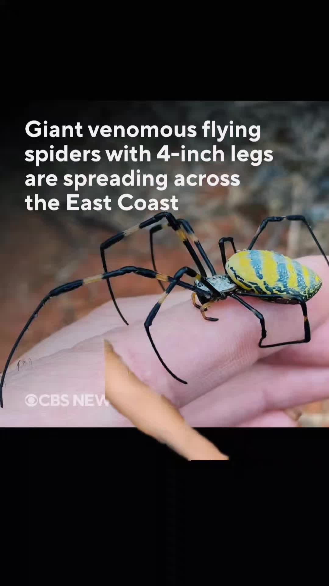 Giant venomous flying spiders with 4 | Sekeithia (@sekeithia)