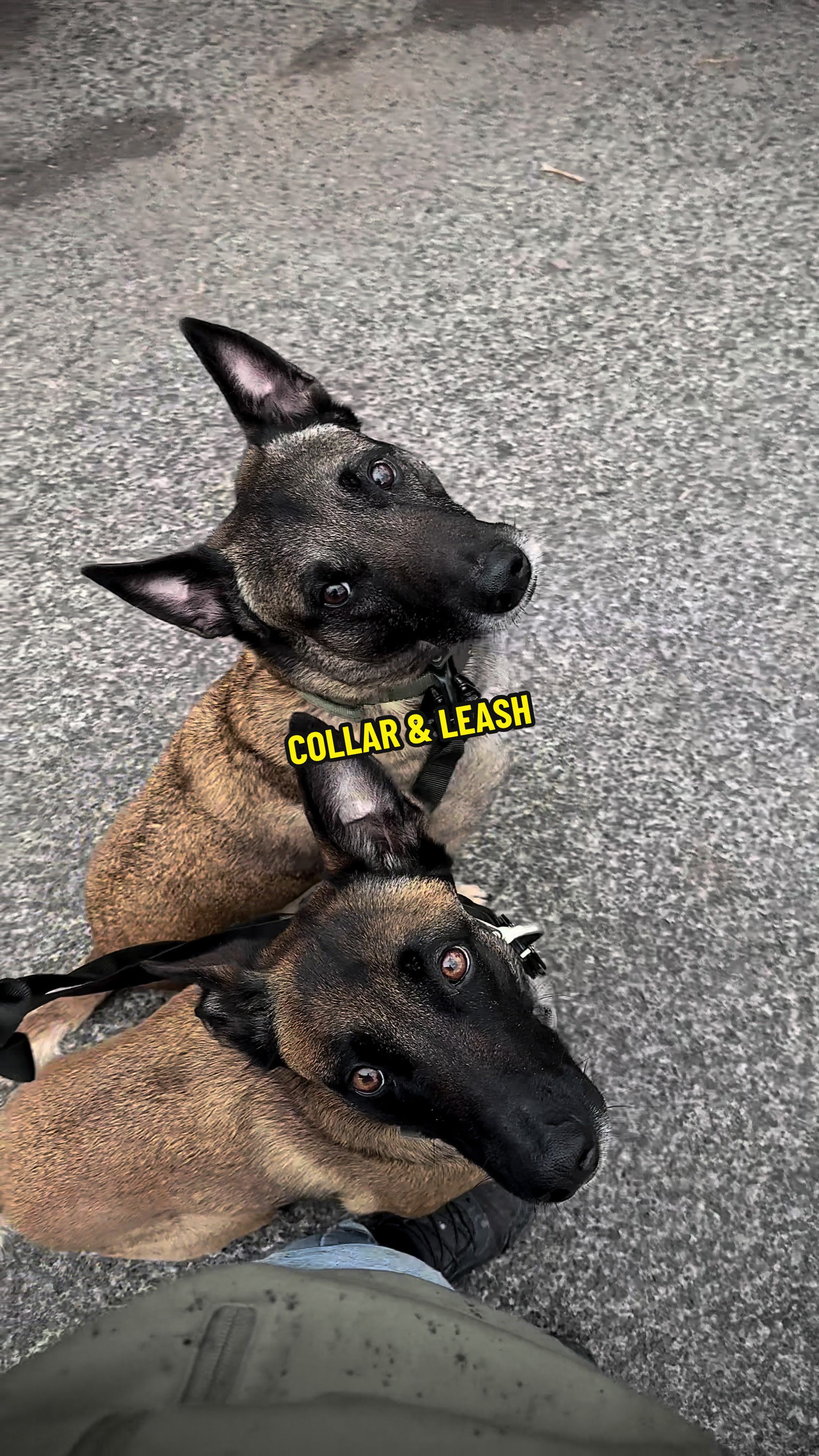 CERBERUS | Michael Rogosin (@shades_of_cerberus) - Urlebird