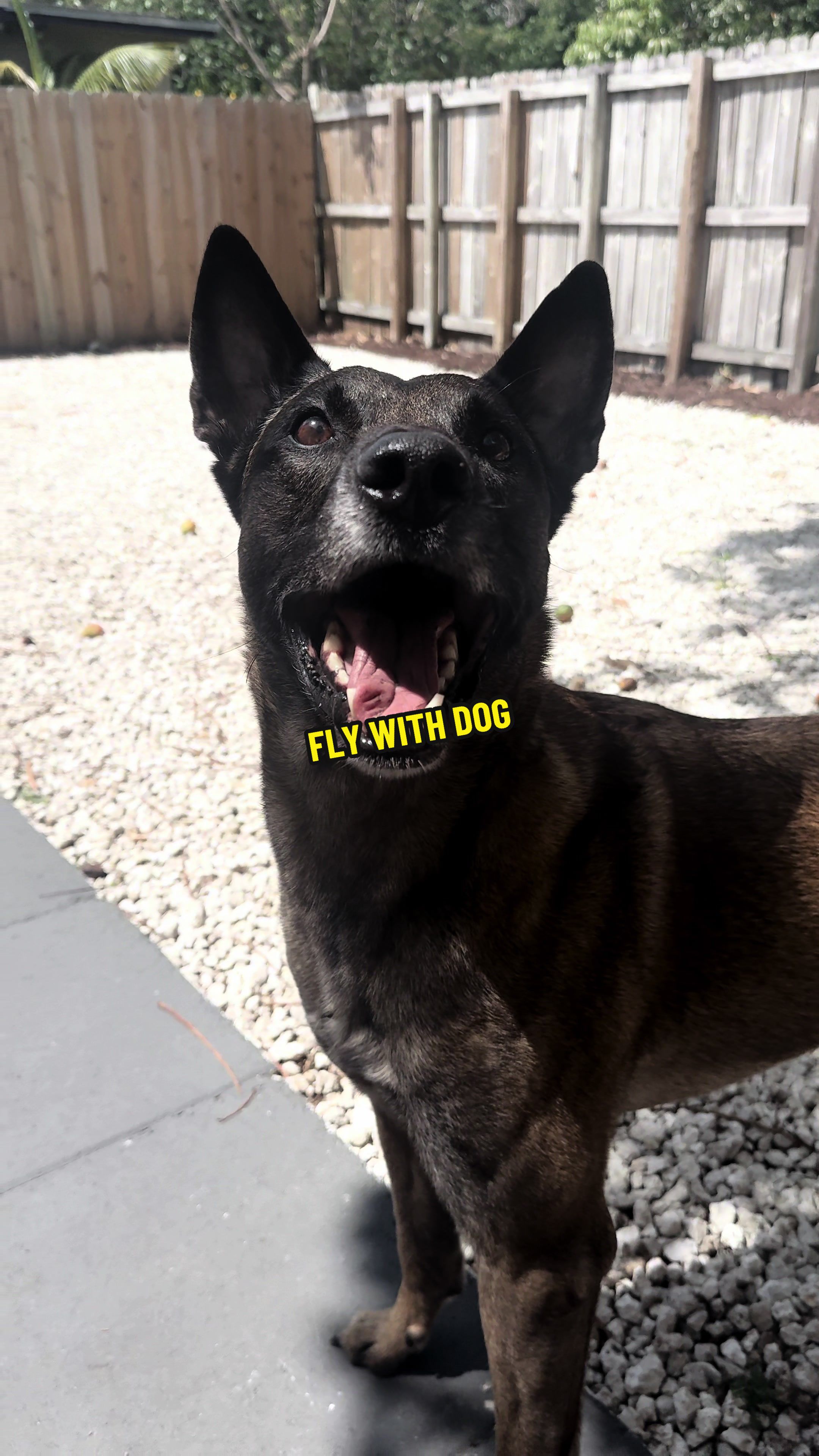 CERBERUS | Michael Rogosin (@shades_of_cerberus) - Urlebird