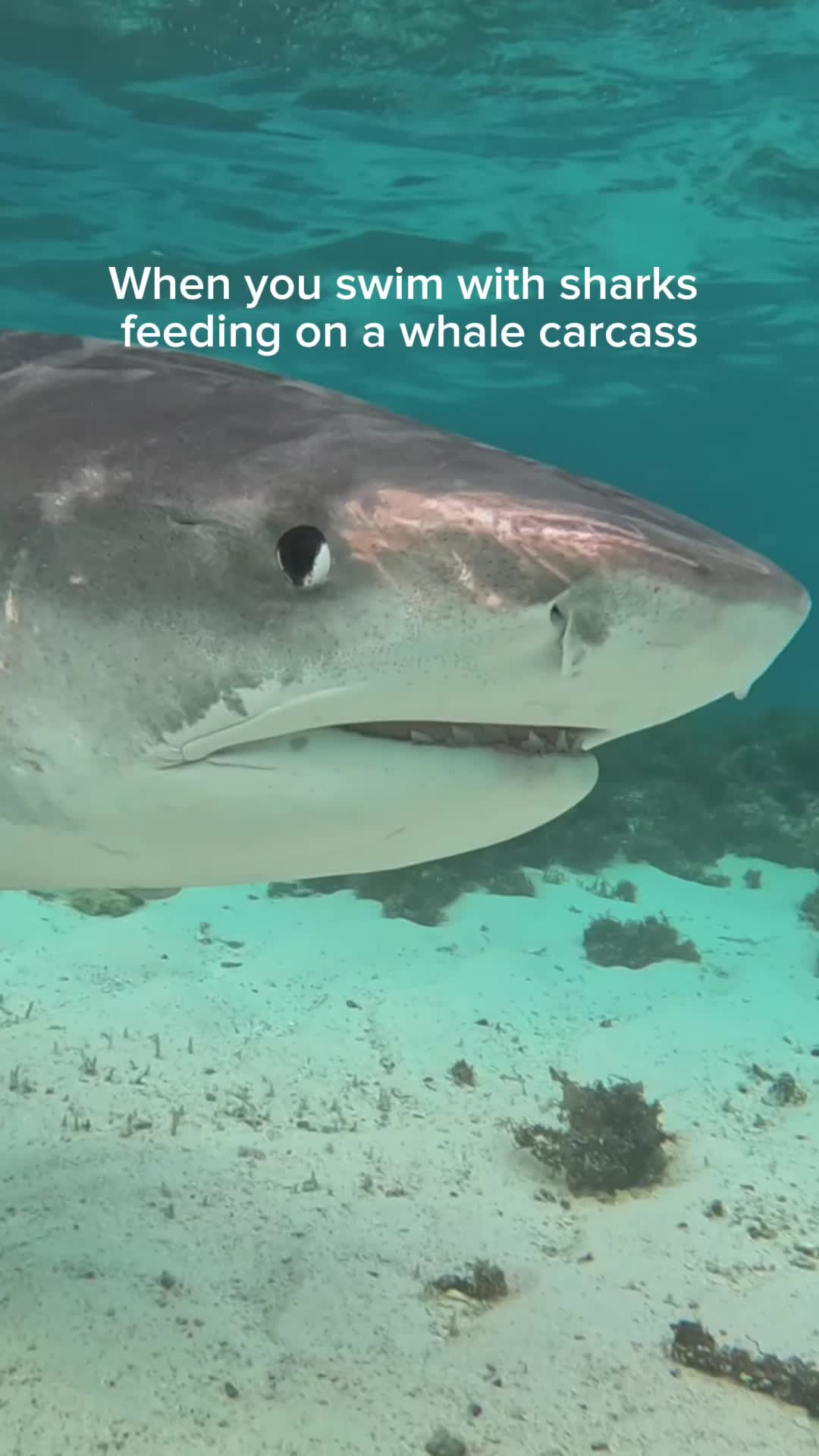 Strick & Fran (@strick.and.fran) - Urlebird