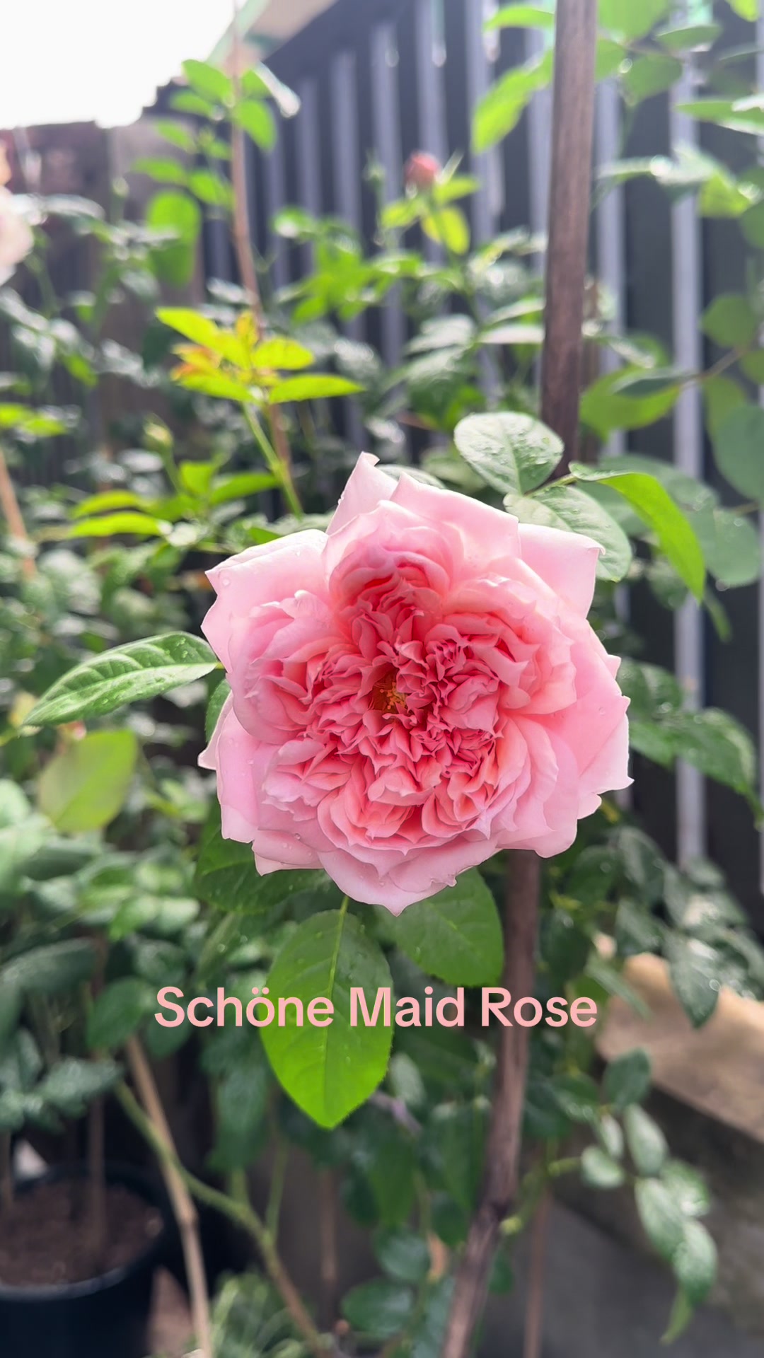 Schöne Maid Rose (สโคนเมด) กุหลาบเลื้อย | Jne Jenny (@jneiiz)
