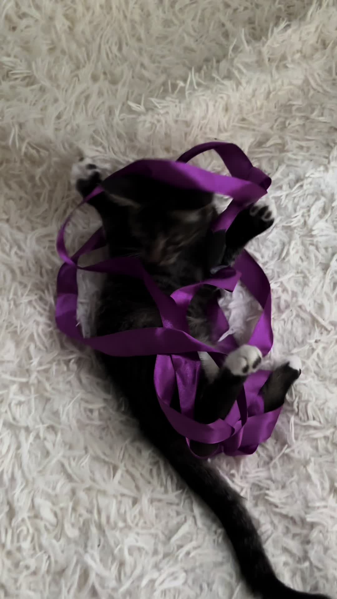 kitty.hub (@kitty.hub) - Urlebird