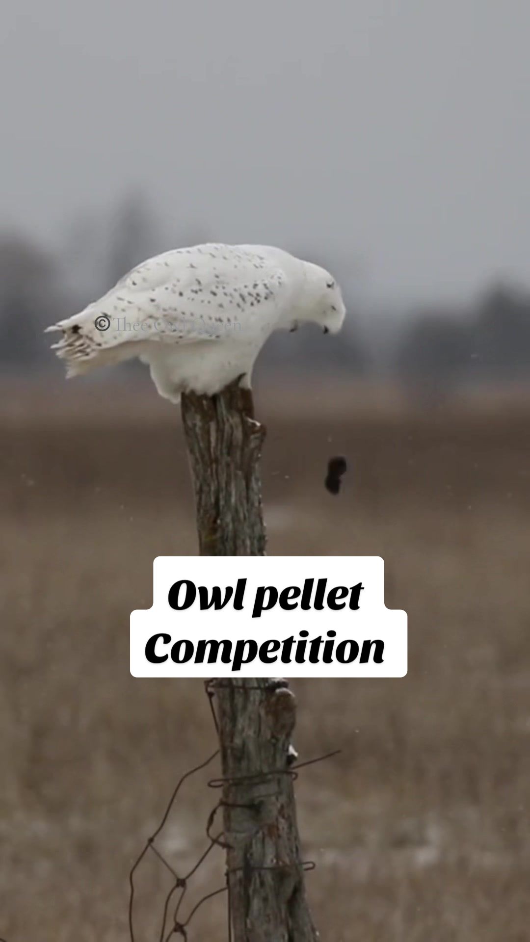 Owl pellet competition🦉🏆 Do you know | Theeowlqueen🇨🇦 (@theeowlqueen)