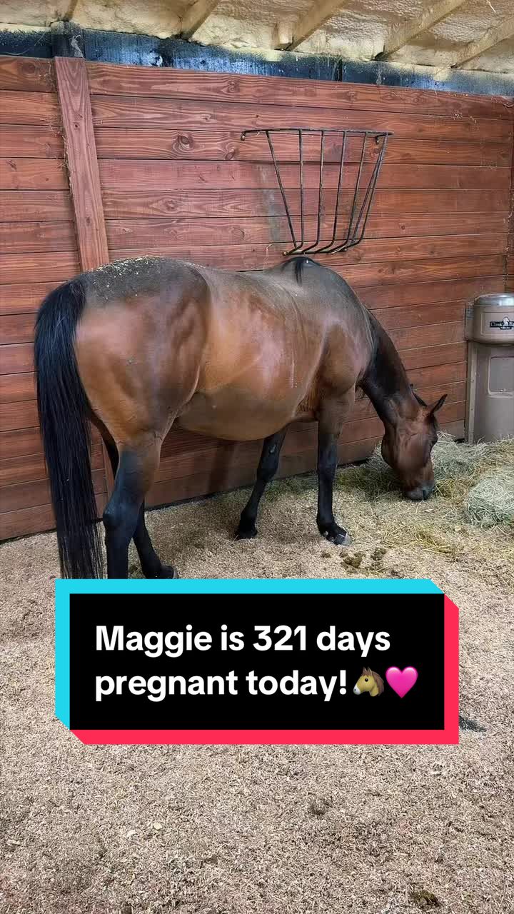 Maggie is 321 days pregnant | Katie Van Slyke (@katievanslyke)