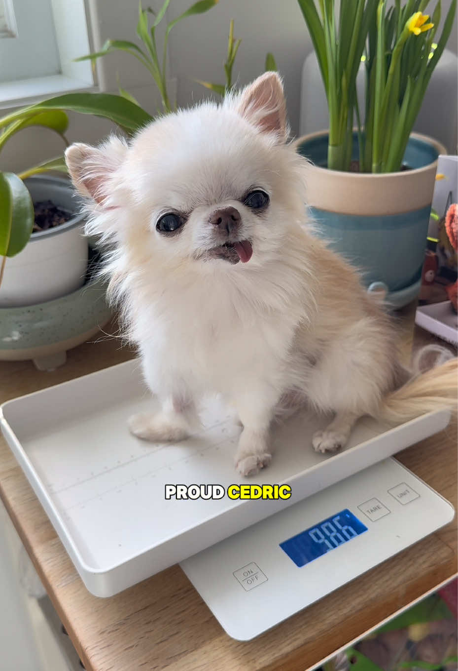 #kingnasir #kingnasirdance | Ja9 (@ja989027)