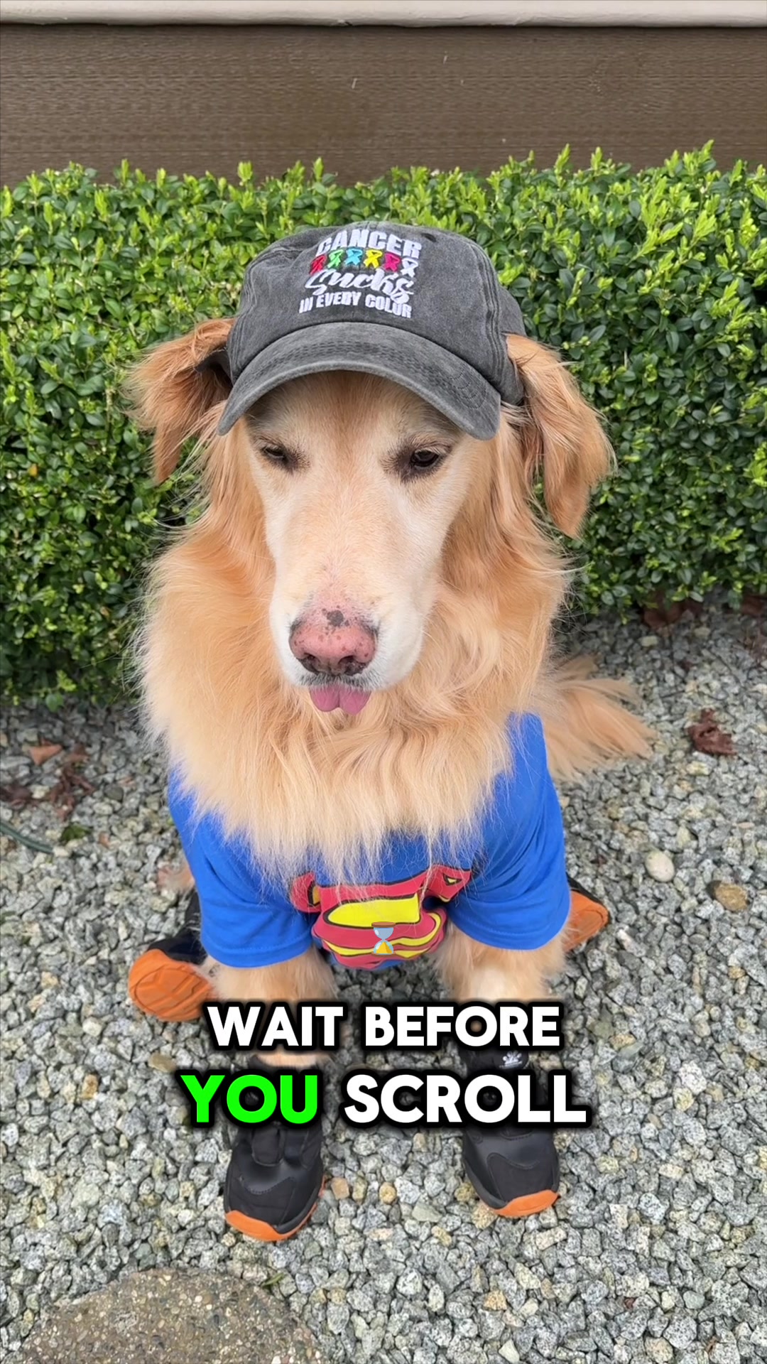 WEEKLY UPDATE: A SCARY WEEK FOR KING | A Golden and Fam (@agoldenandfam)