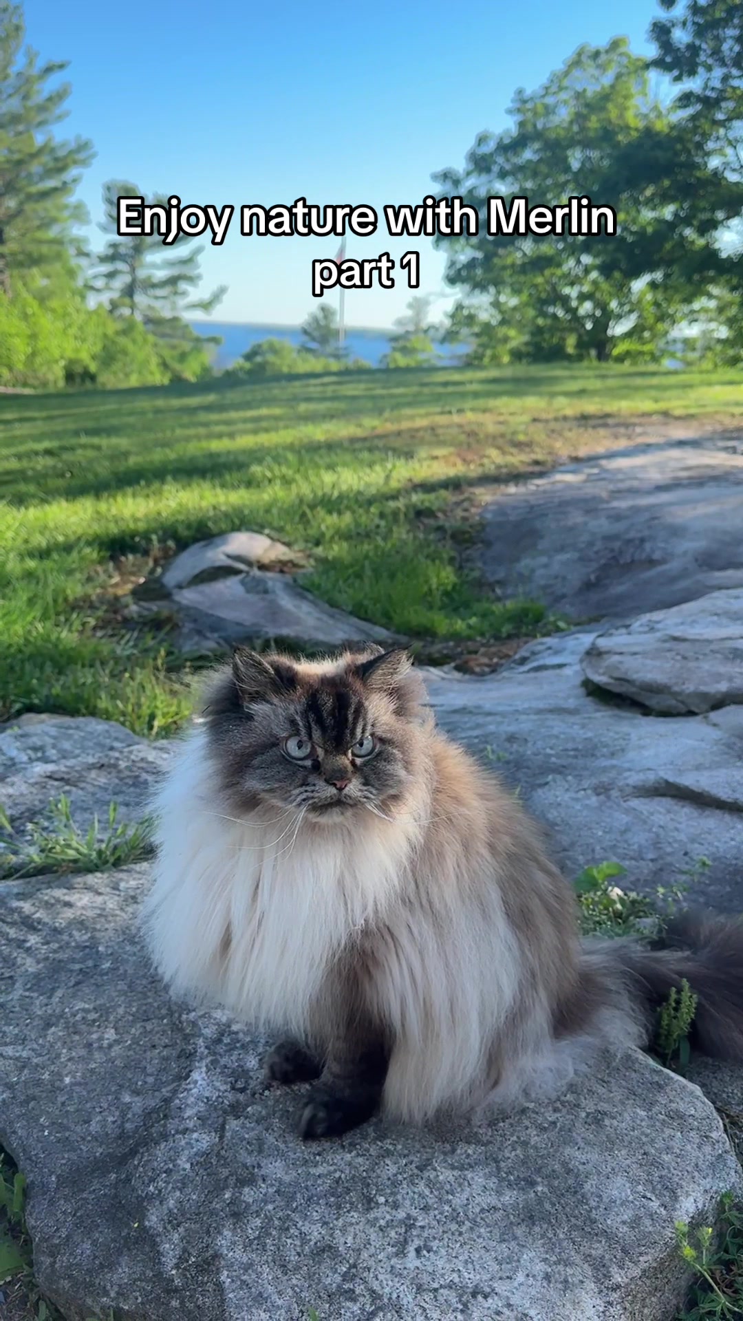 Merlin Ragdoll (@merlinragdoll) - Urlebird
