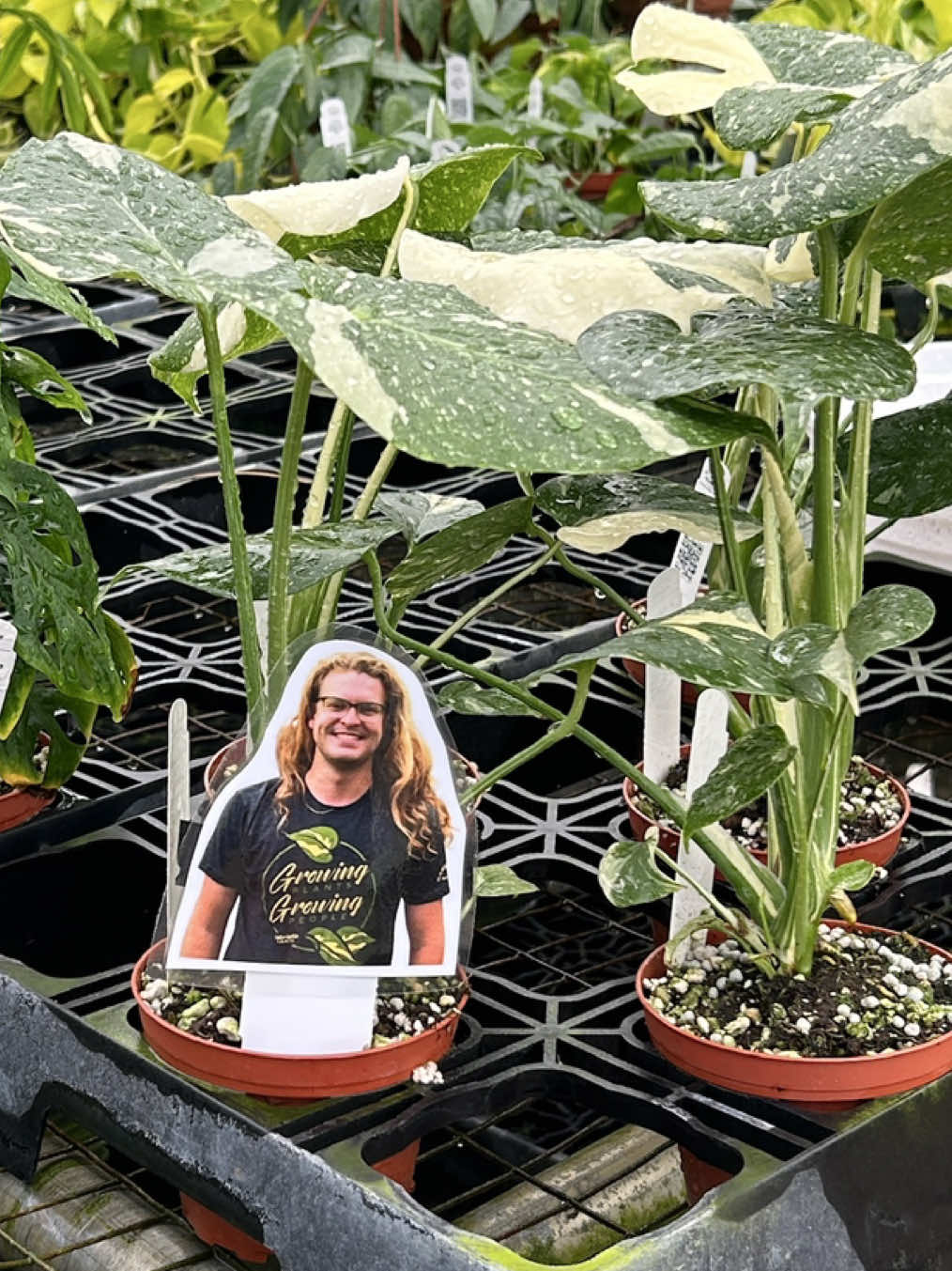 Gabriella Plants (@gabriellaplantsonline) - Urlebird