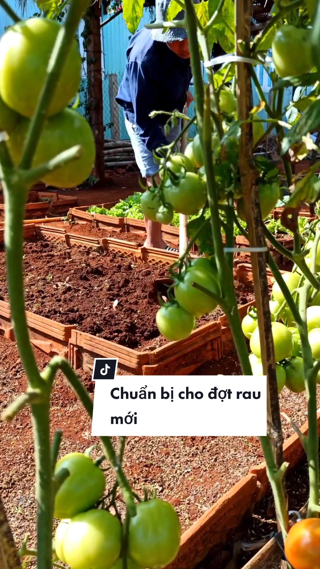 Dọn dẹp luống rau cải già, phơi đất | ĐẤT ĐỎ Garden (@datdo_garden)