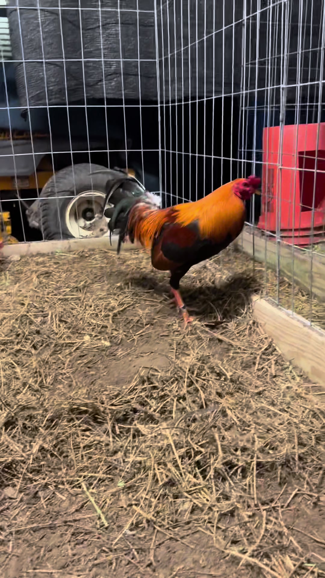 Double J Gamefarm 🐓 (@double.j.gamefarm) - Urlebird