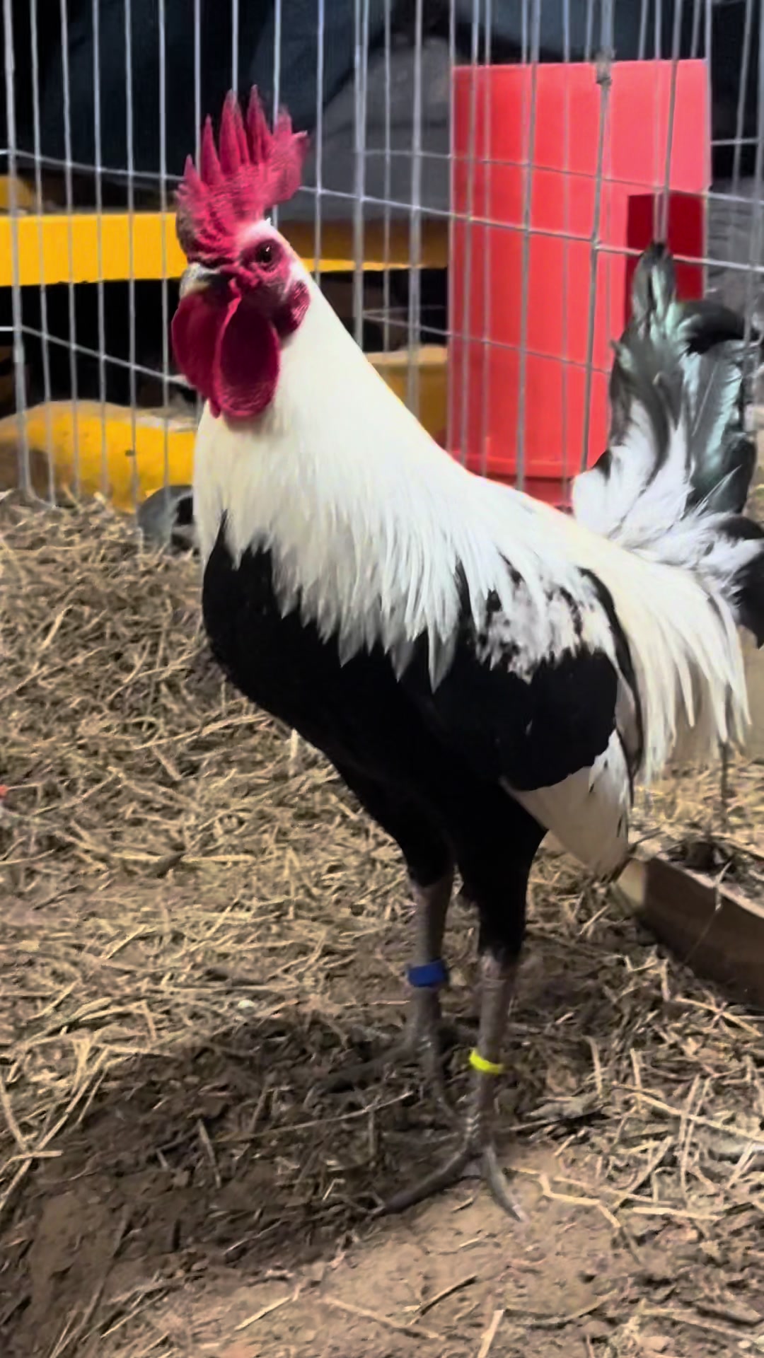 Double J Gamefarm 🐓 (@double.j.gamefarm) - Urlebird