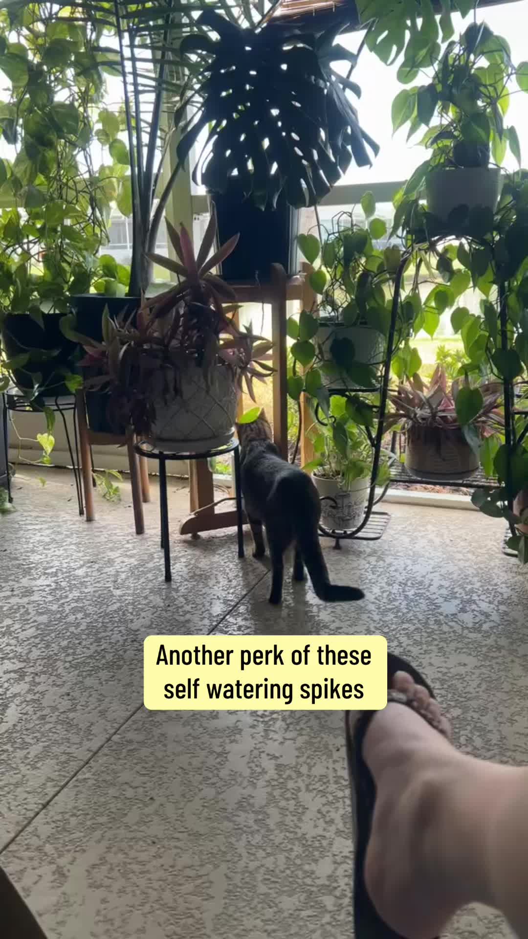 Sarah Mexico Christe (@sarahmexicochrist) - Urlebird