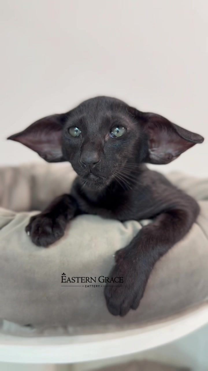 Anna Shelehova (@eastern_grace_cattery) - Urlebird
