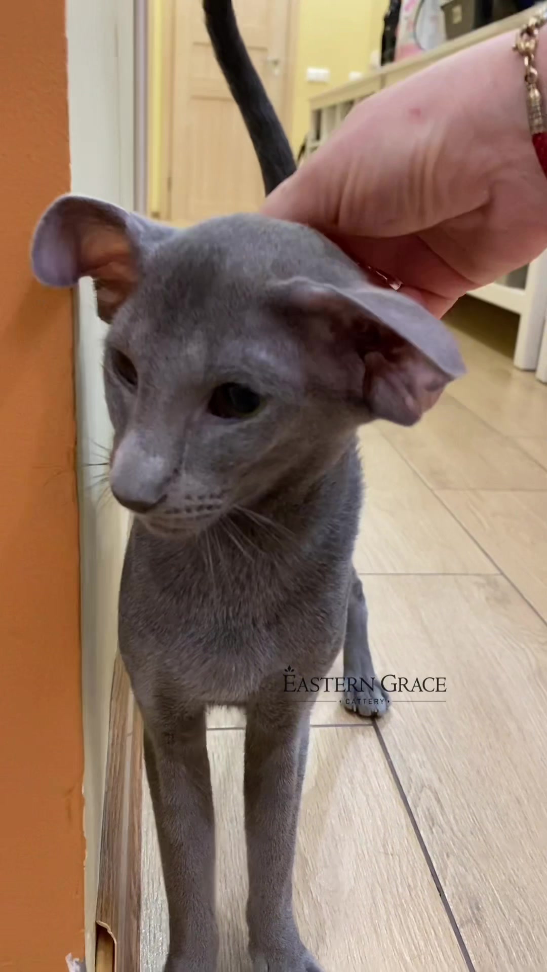 Anna Shelehova (@eastern_grace_cattery) - Urlebird