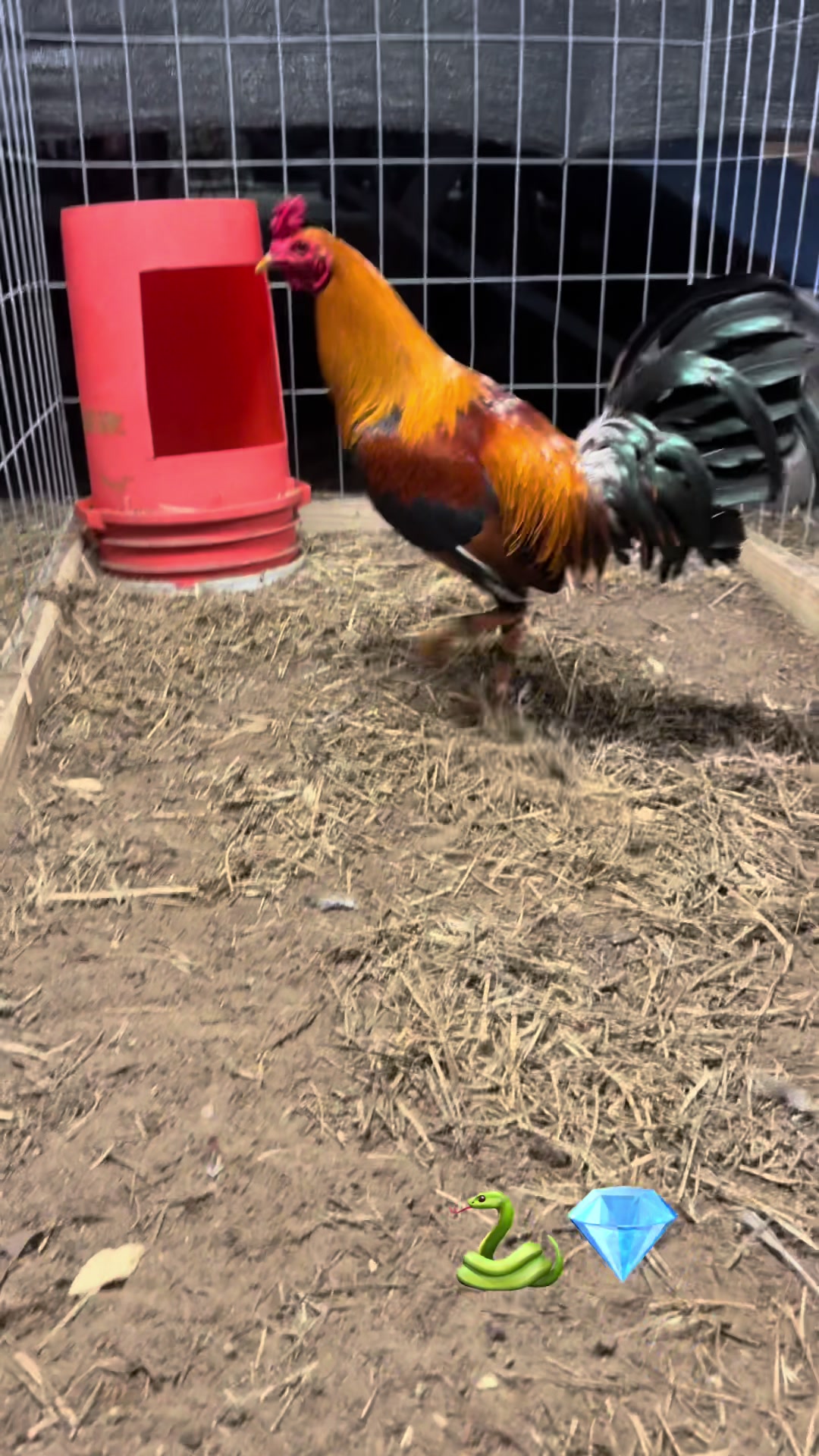 Double J Gamefarm 🐓 (@double.j.gamefarm) - Urlebird