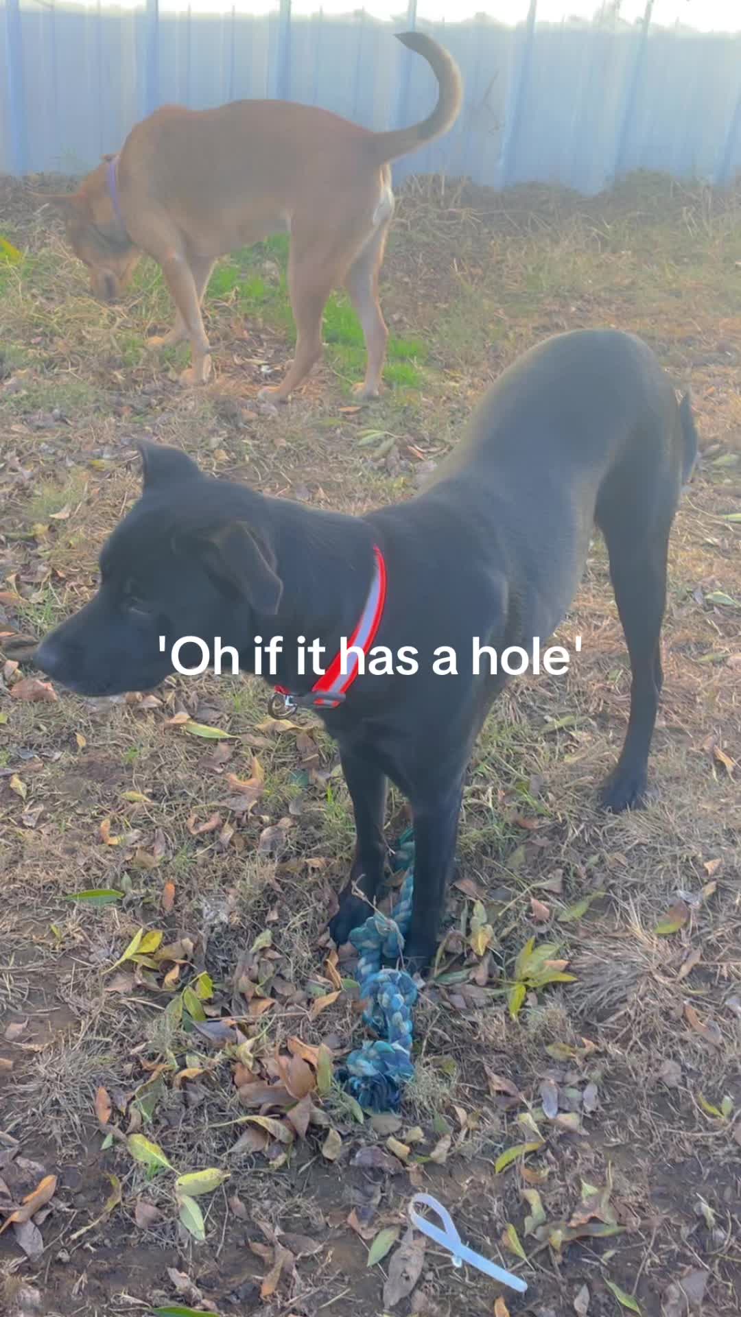 #greenscreen animals are animals | 🖤~αѕну~🖤 (@luvvashyy3)