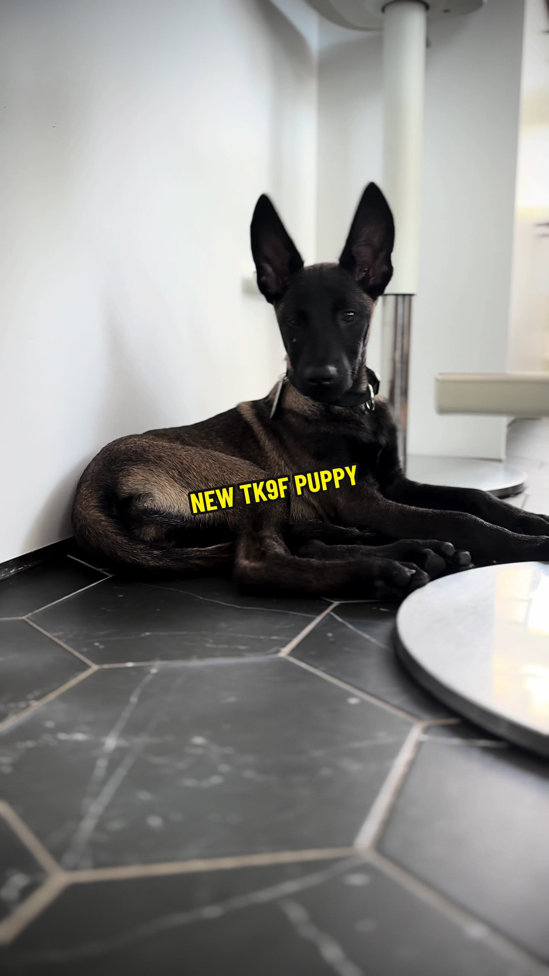 CERBERUS | Michael Rogosin (@shades_of_cerberus) - Urlebird