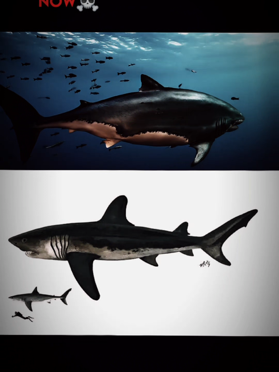 Megalodon Size Comparison Old vs New | San's Dino (@sansdinosaur)