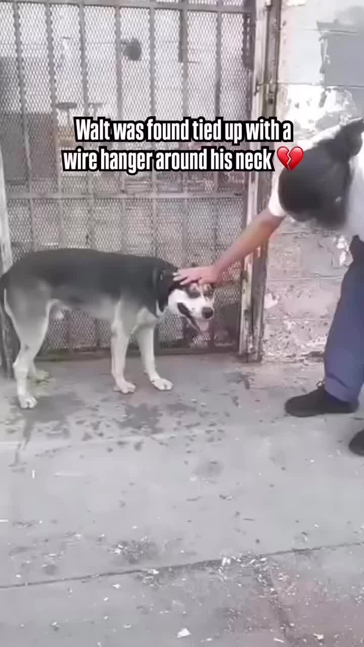 Tied up with a wire hanger around his | bigdogenergy_la (@bigdogenergy_la)