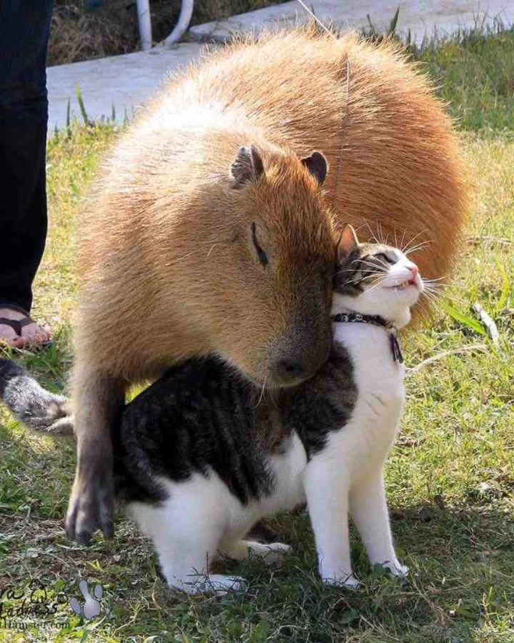 Capybara Gang (@capybaragangofficial) - Urlebird