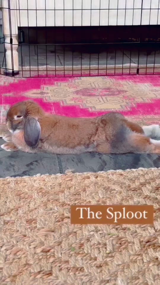 Bunny Sleeping Positions. Which is your | Sincerely, Cinnabun ...