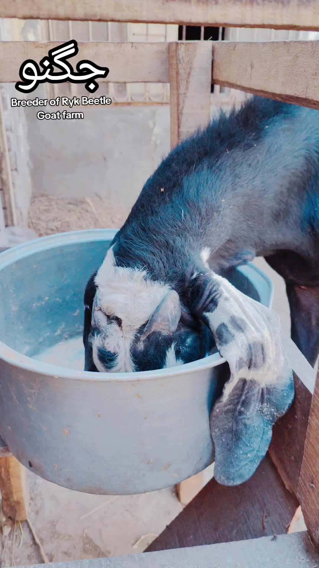 🦄 @rykbeetlegoatfarm - RYK Beetle goat farm - TikTok