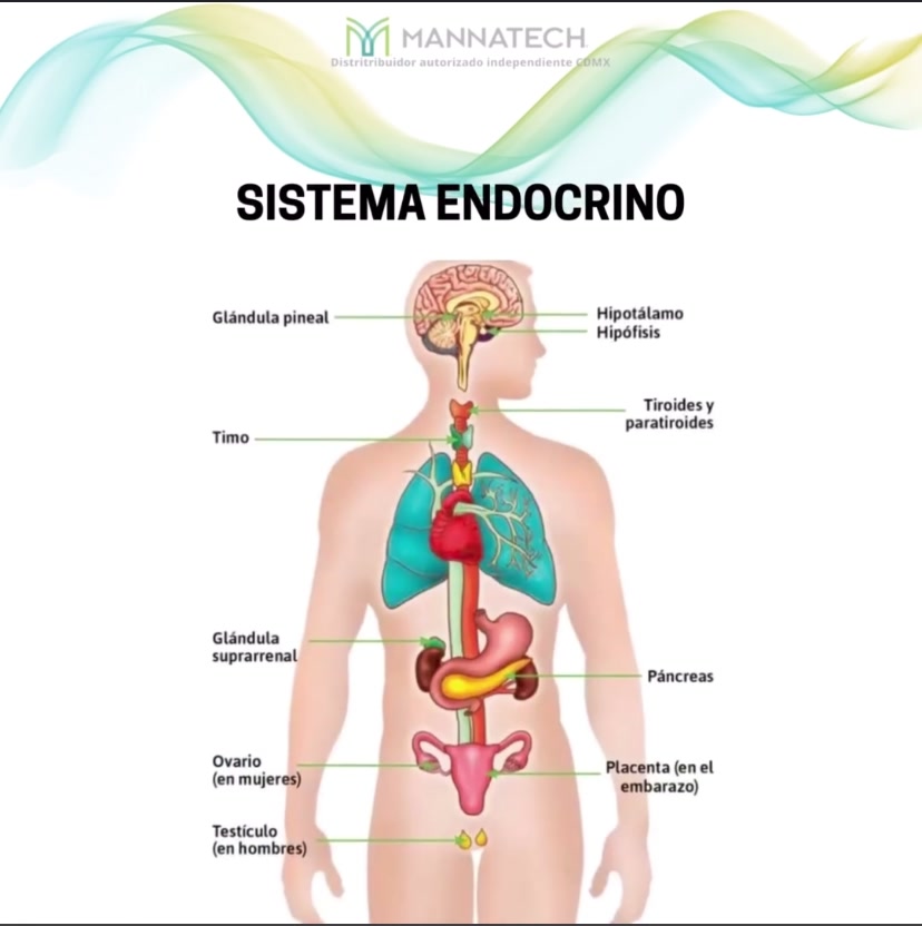 Conoce nuestro sistema endocrino y su | MANNATECH CDMX (@mannatech_cdmx)