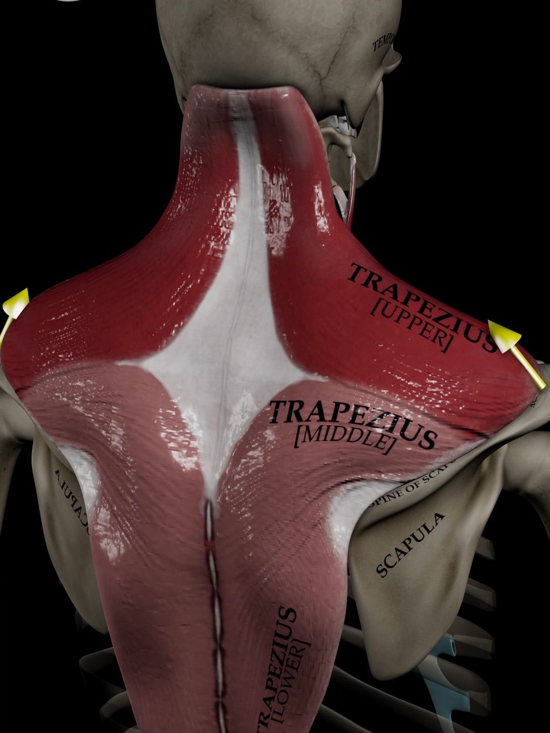 💥 SCAPULA ELEVATION in 3D! 💥 Scapula | Muscle and Motion (@muscleandmotion)