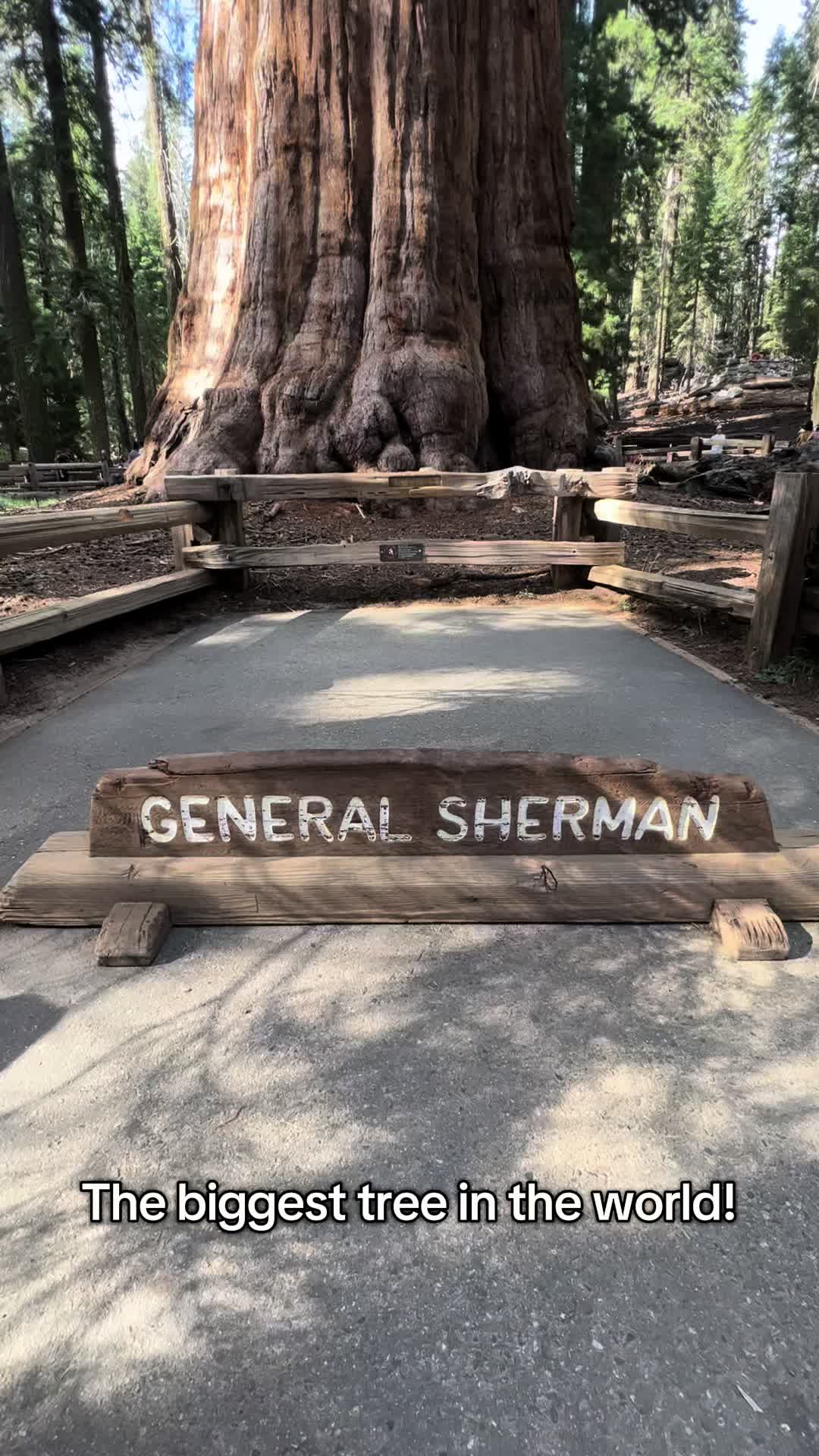 The biggest tree in the world, General | Michael Gallo (@galloots)