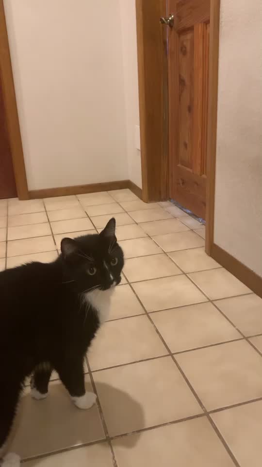 open the door #catsoftiktok #cats | laura (@laurakyeah)