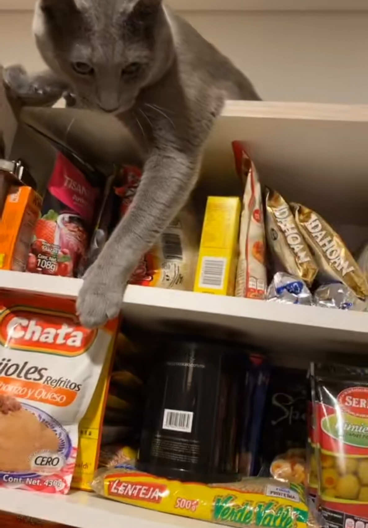 Jellybean is so sus diddy blud! 🫱 | #1 diddy ahh blud (@diddenbludden)