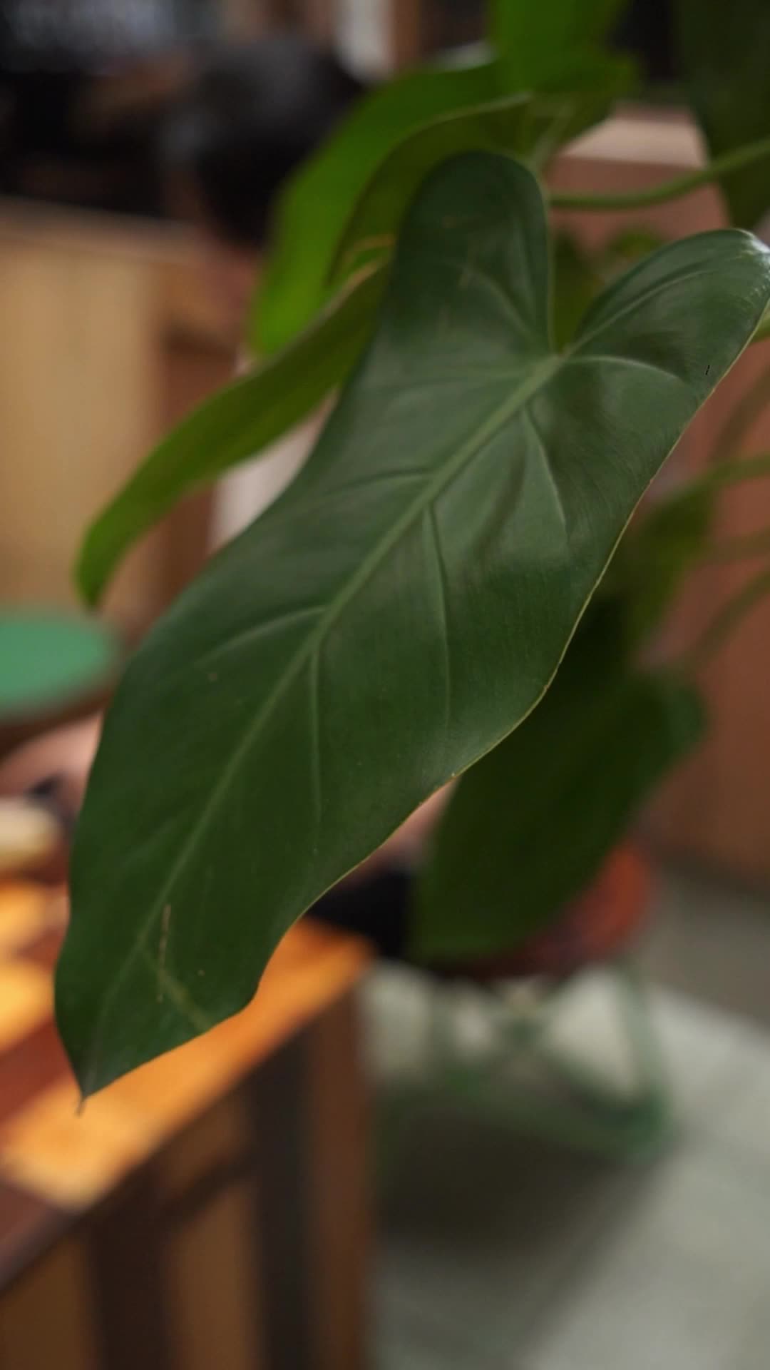 🦄 @goce.vietnam - Goce Việt Nam - TikTok